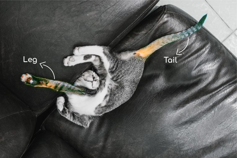 Principle #5: is it a leg or a tail? - WhatFontIs.com Playground